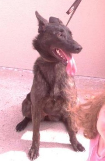 Chien Berger hollandais Mac Khalahann's Gueiss