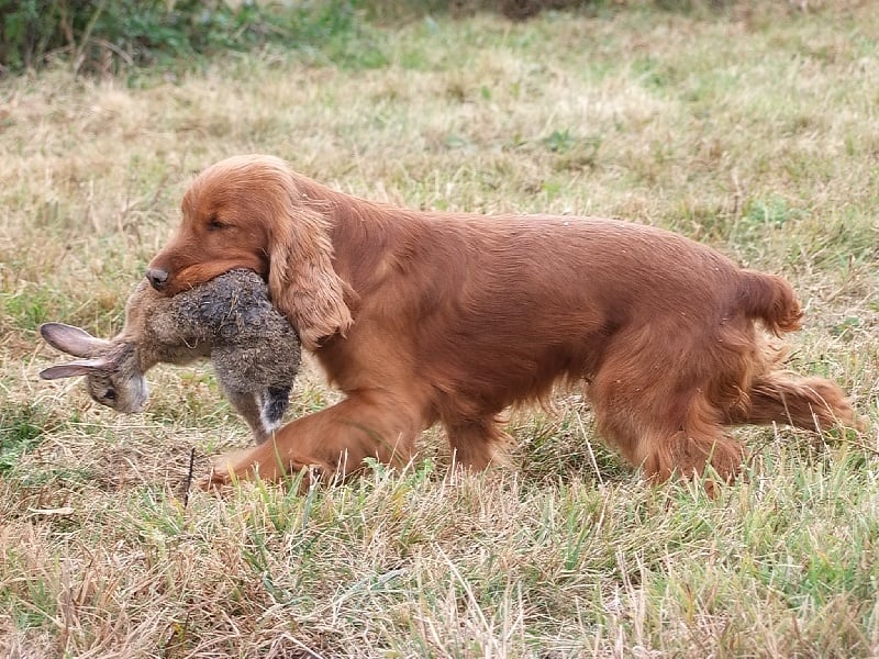 Accueil - Elevage du plateau des capucins - eleveur de chiens Cocker ...