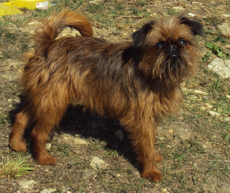 Chien Griffon belge Milva malgre tout (Sans Affixe)