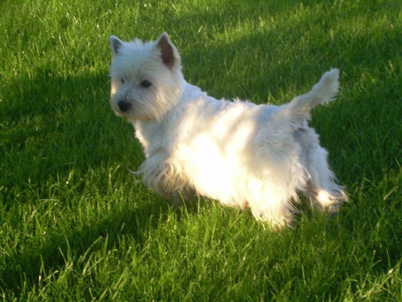 Chien West Highland White Terrier Eviata du Domaine de Souvigny
