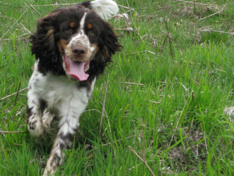 Chien English Springer Spaniel CH. Guns du clos d appé