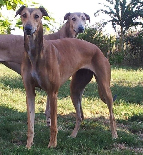 Chien Greyhound Grenadine de la Dame à la Licorne