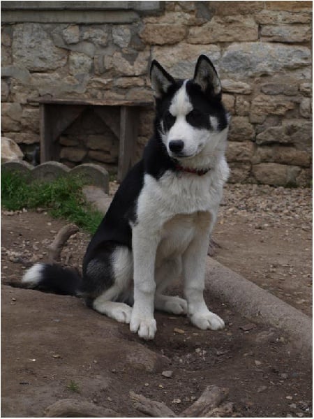 Chien Siberian Husky Kammak's Haïku