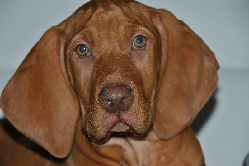 Chien Braque hongrois à poil court - Vizsla Hermès du fond de chouck