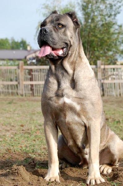 Chien Cane Corso Olga corso of bajer