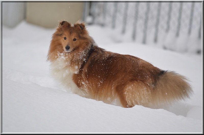 Chien Shetland Sheepdog CH. ginger lady browm des Romarins de Mayerling