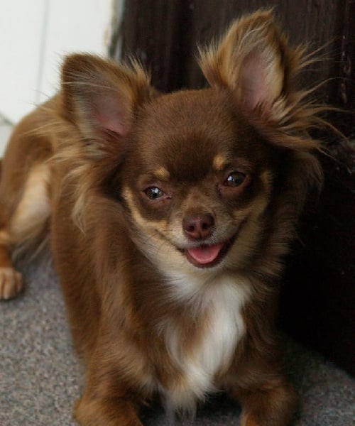 Chien Chihuahua Gigi Chang Cheng