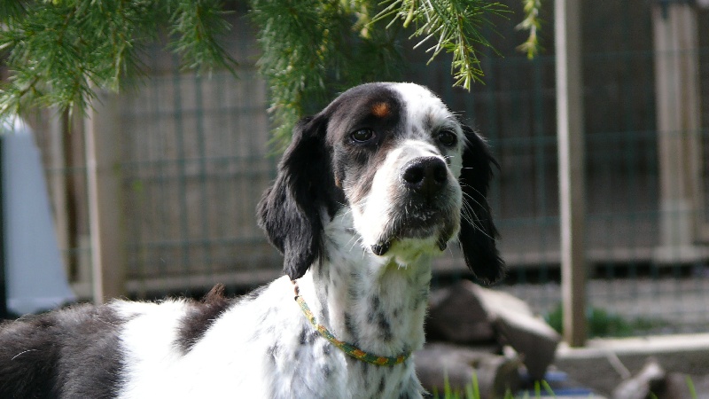 Chien Setter Anglais Crumble-pie des pesetes
