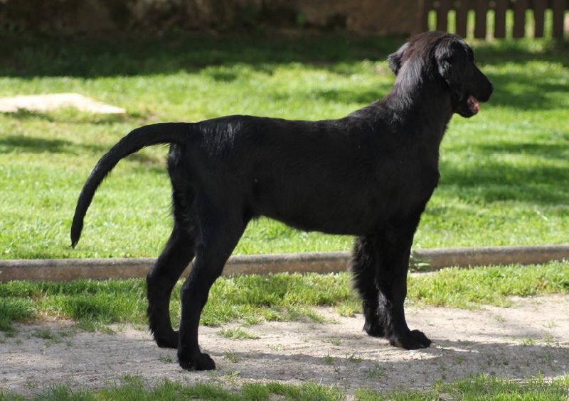Chien Flat Coated Retriever Charm offensive mandara