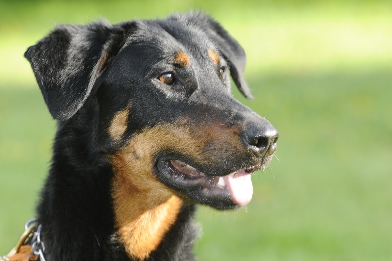Chien Berger de Beauce Garou du stuyver veld