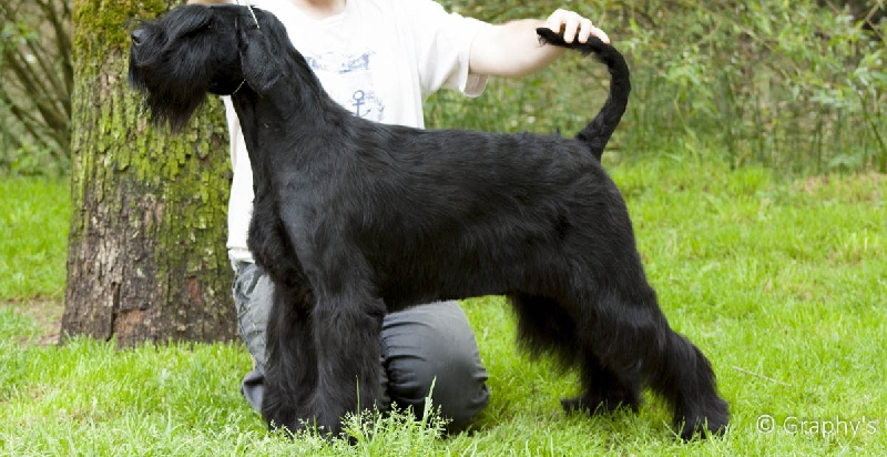 Chien Schnauzer Geant Harrun kal de laouen ki