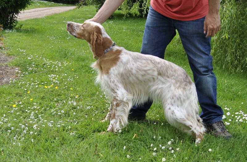 Chien Setter Anglais Gazelle du rio de la woise