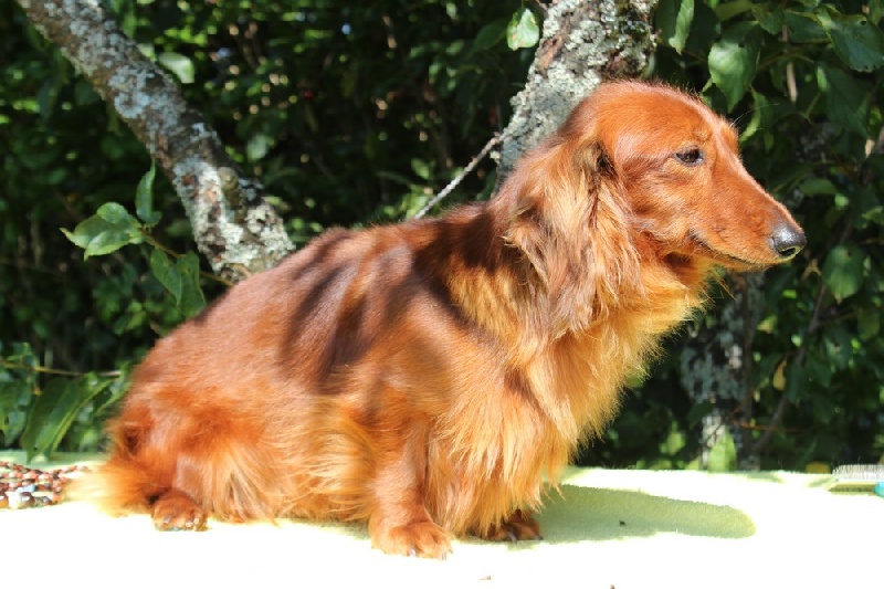 Chien Teckel poil long Grande dame des bruyeres de la courte piece