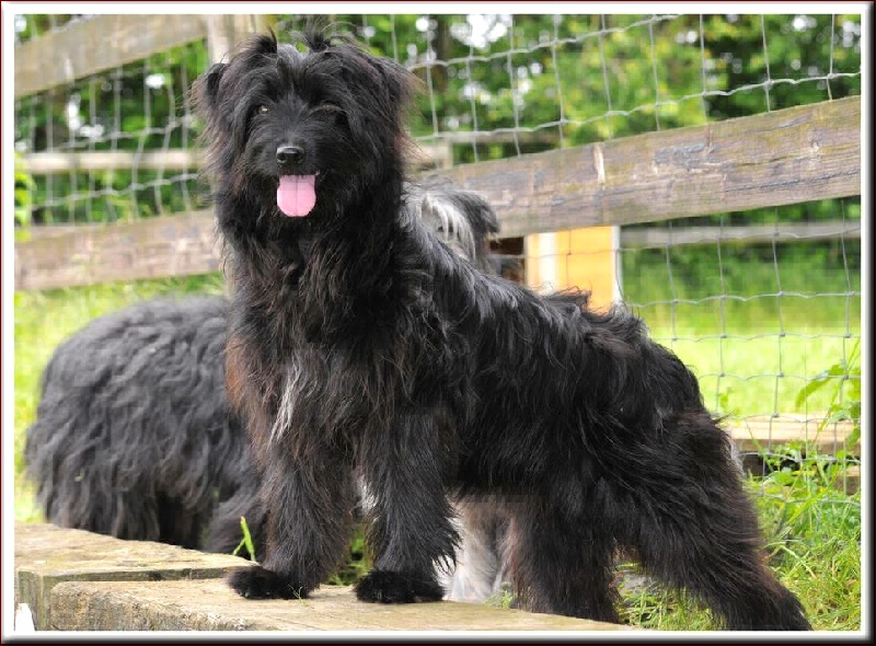 Chien Berger des Pyrenees à poil long Gaya du Pic d'Arrouyette