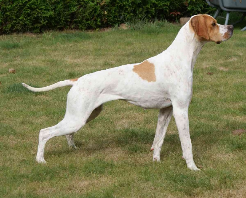 Chien Pointer Heden des Hermines d'Armor