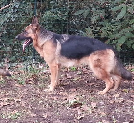 Chien Berger Allemand Garou de la ferme Neuland