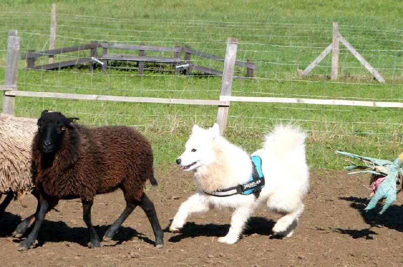 Chien Samoyède Iakka inouck du Domaine de Merlin