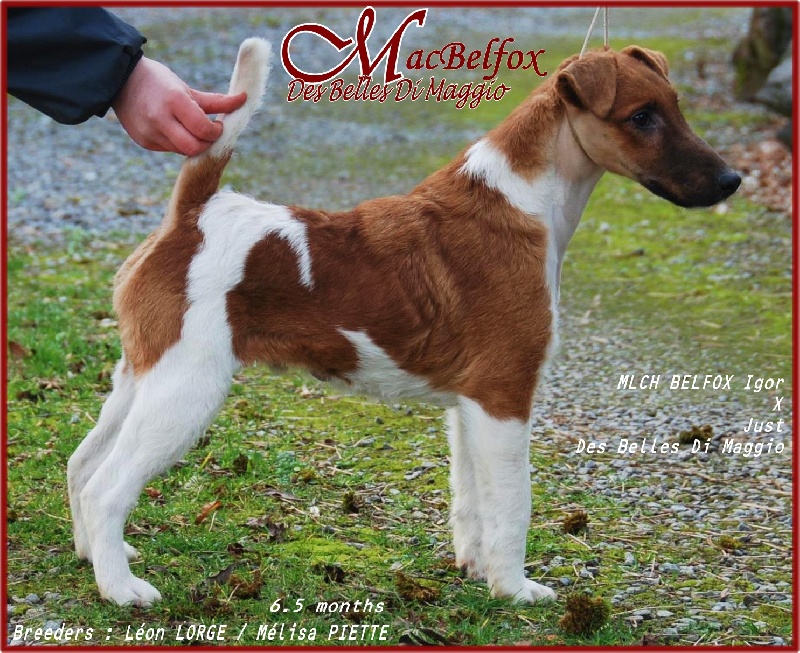 Chien Fox Terrier Poil lisse Macbelfox des belles di maggio