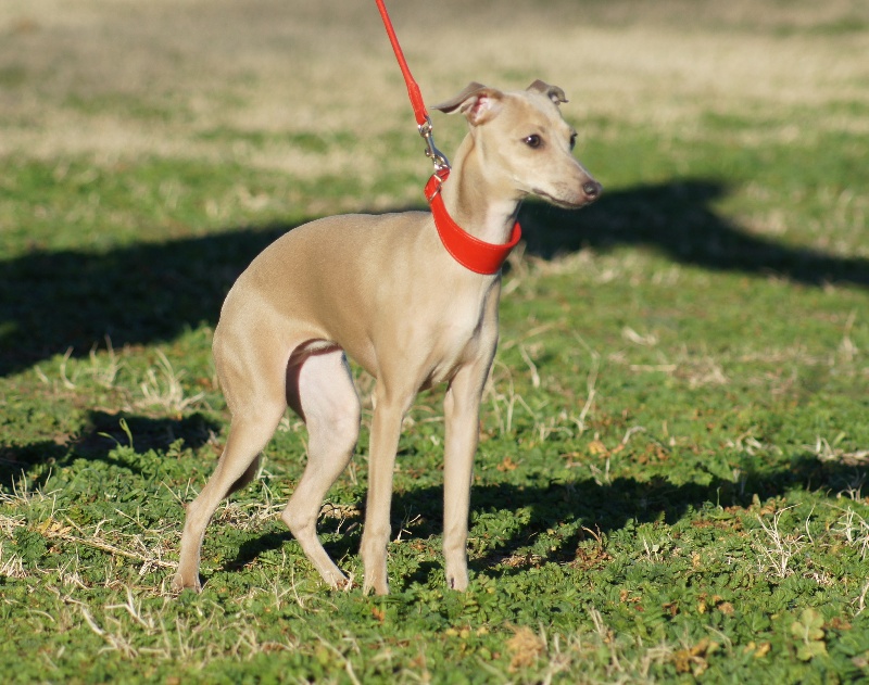 Chien Petit Levrier Italien Ilaya des Joyaux d'herneith