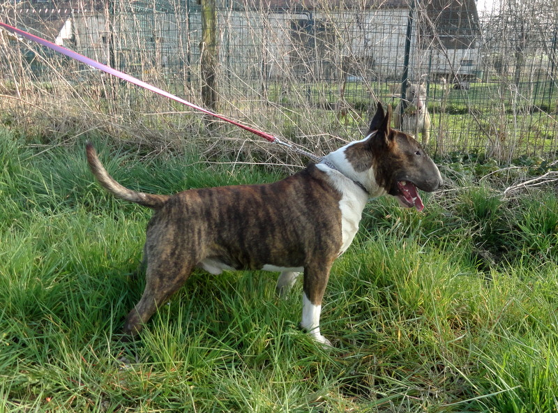Chien Bull Terrier Bigbeat Magic power antrakt