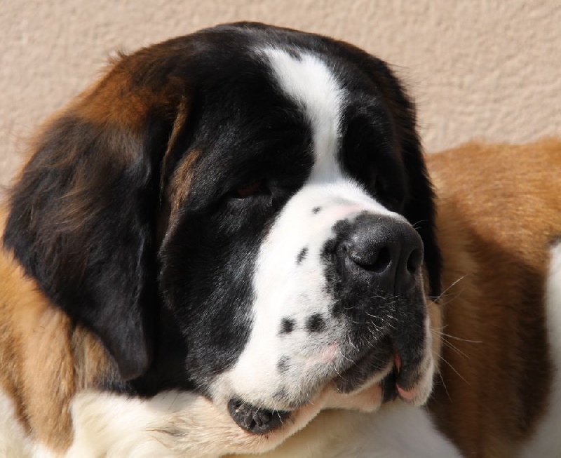 Chien Chien du Saint-Bernard Gladys du val du morakopf