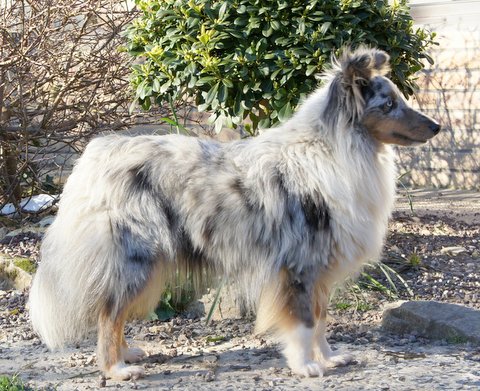 Chien Shetland Sheepdog Graine de star des Gardiens de Broceliande