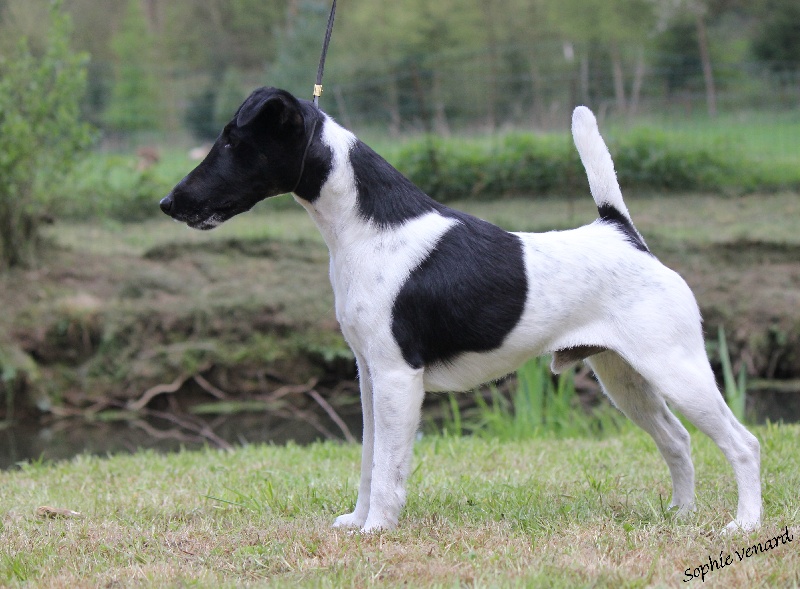 Chien Fox Terrier Poil lisse CH. decorum Intensity of sparta's