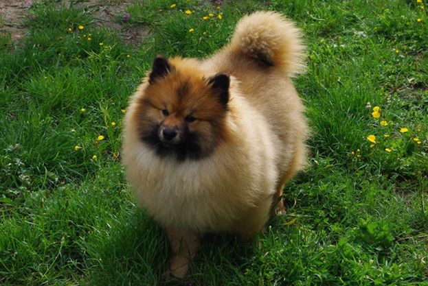 Chien Spitz allemand Ice of fire des princes des Cevennes