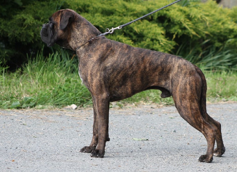 Chien Boxer Jeep cherokee de l'air salin