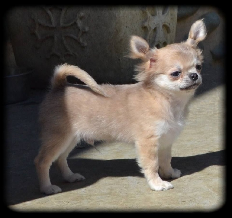 Chien Chihuahua shah arpilin Little rock