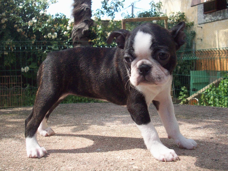 Chien Boston Terrier Jewell janyce de la Fin'Amor de Larzaelle