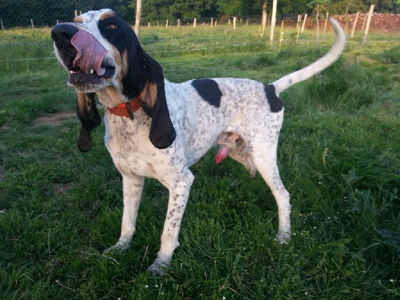 Chiots Petits Gascon Saintongeois