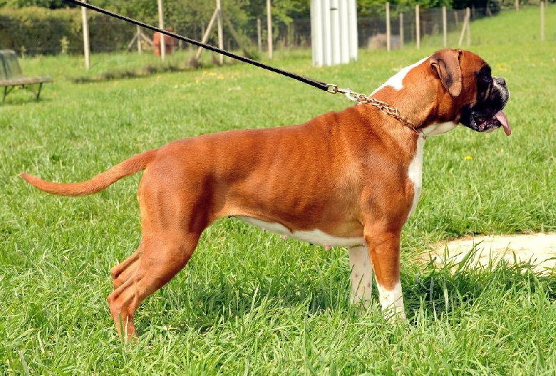Chien Boxer Esperanza Des loups du coin de la fontaine