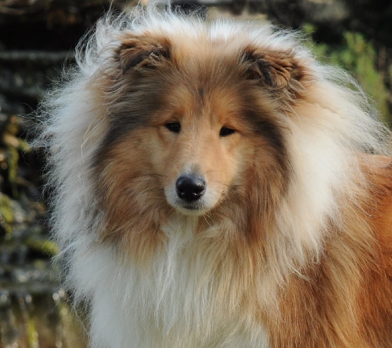 Chien Colley à poil long High society lady des marecages du Prince