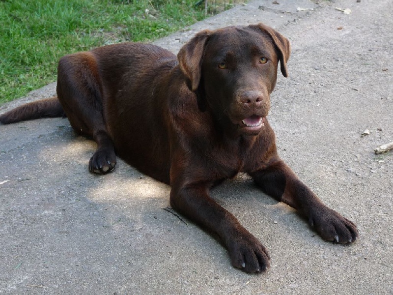 Accueil - Elevage des Pattes Enchantées - eleveur de chiens Labrador ...