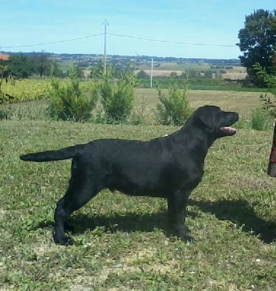 Chien Labrador Retriever kowalski Smoke on the water