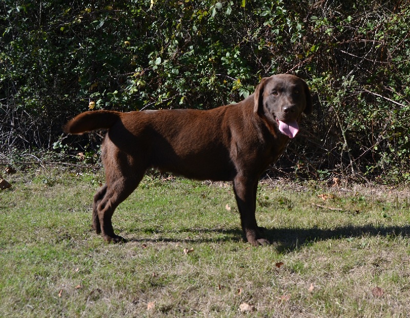 Chien Labrador Retriever Hobby de la Vallée de l'Auzon