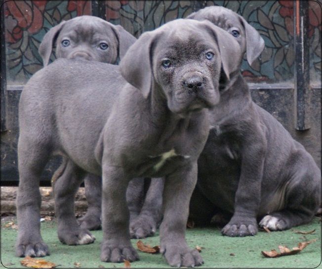 Chien Cane Corso Erica des Dunes Des Sages