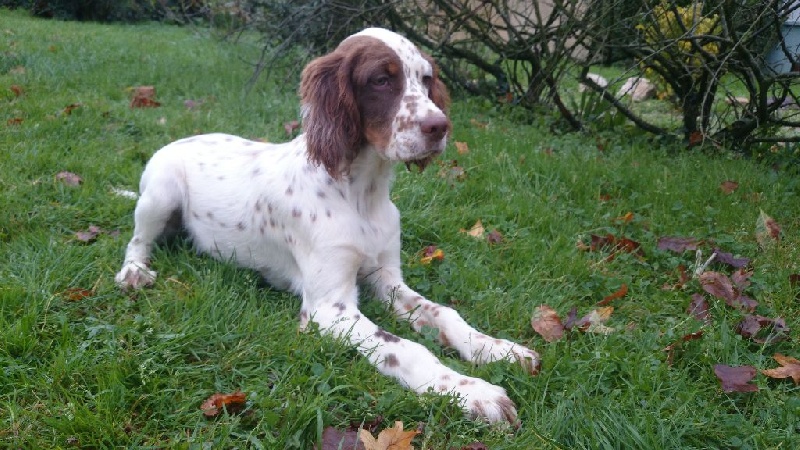 Chien Setter Anglais Jaby de la Jeannaie du Bois