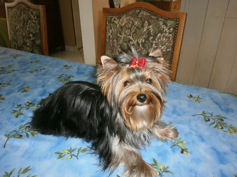 Chien Yorkshire Terrier Ibiche de Clairamour