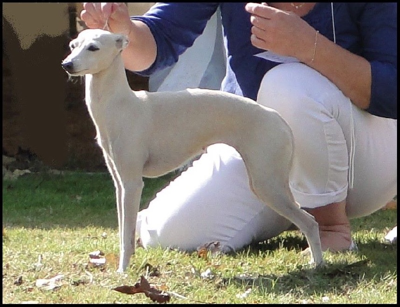Chien Petit Levrier Italien CH. Gnina ricci du domaine de Chanteloup
