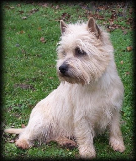 Chien Cairn Terrier Cork du Little Soannan