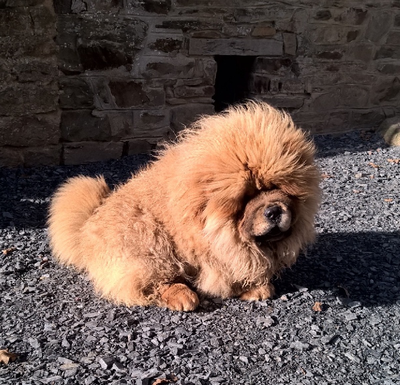 Chien Chow Chow Jeanne moreau Le domaine de fabadel