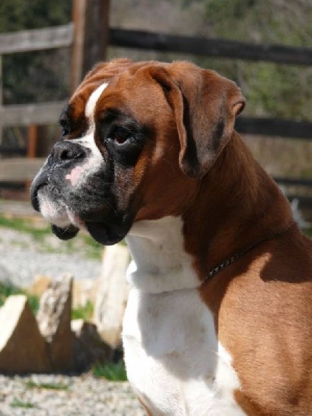 Chien Boxer Janet du Plessis du Paladin