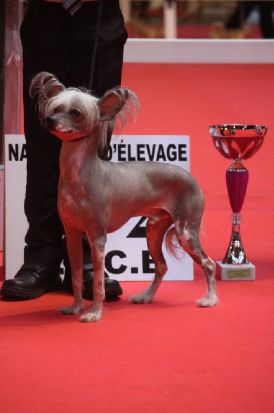 Chien Chien chinois à crête silkencrest Access to my heart