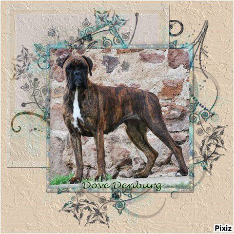 Chien Boxer Dove denburg