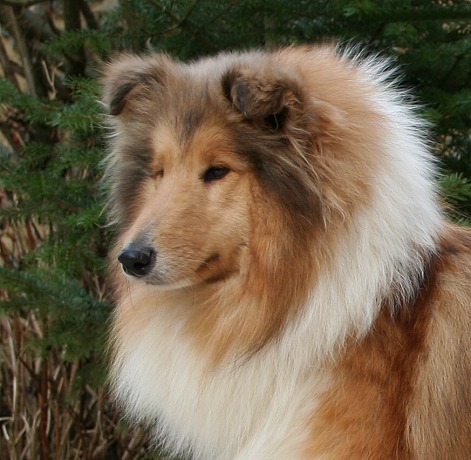 Chien Colley à poil long Her majesty des marecages du Prince