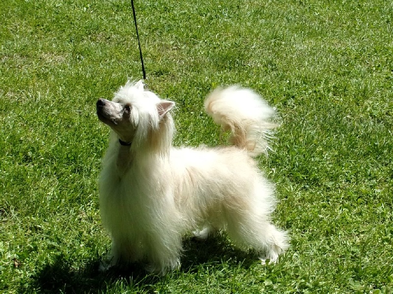 Chien Chien chinois à crête Tiago rosa thea