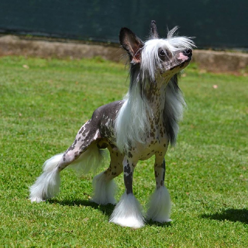 Chien Chien chinois à crête Dîndhâli Jôm pilgrim