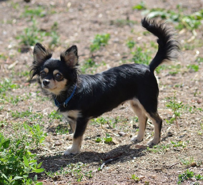 Chien Chihuahua Inchala du domaine du Mont d'Aigle